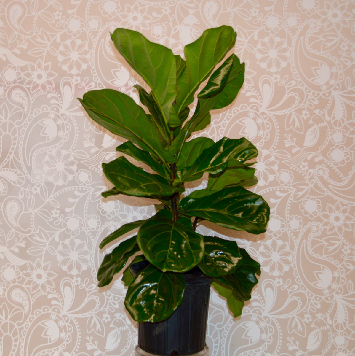 Ficus Lyrata Bush / Fiddle-Leaf Fig – Grower's Flower Market & Gifts